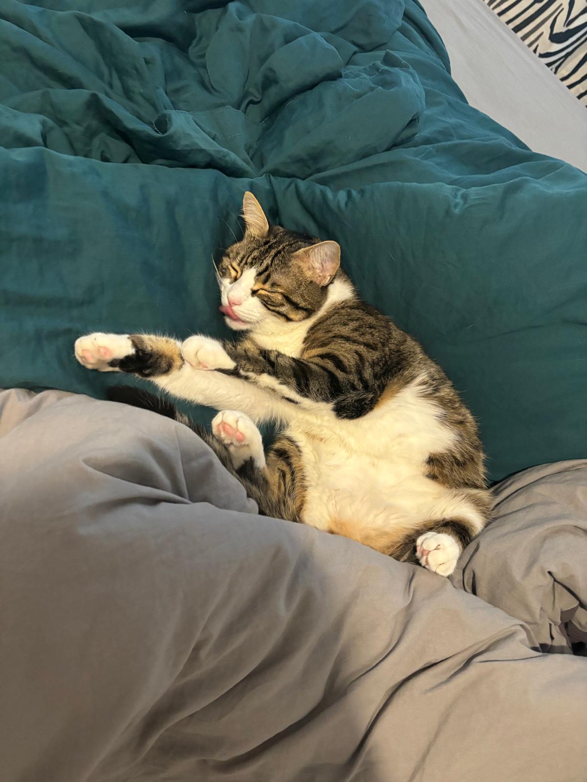 MIStraLab - Dilara Hasıl